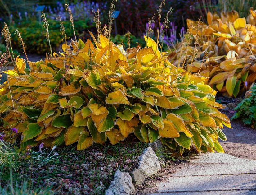 6 Reasons Why Your Hosta Leaves Are Turning Yellow
