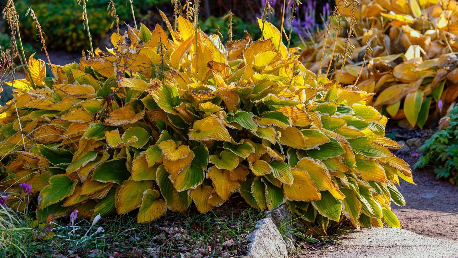 7 Ways to Prepare Your Hostas For Winter