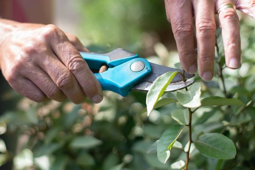 Mastering the Art of Plant Propagation: A Step-by-Step Guide to Taking ...