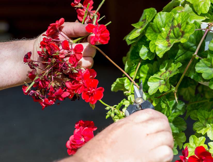 3 Tips For Caring For Your Geraniums in Winter