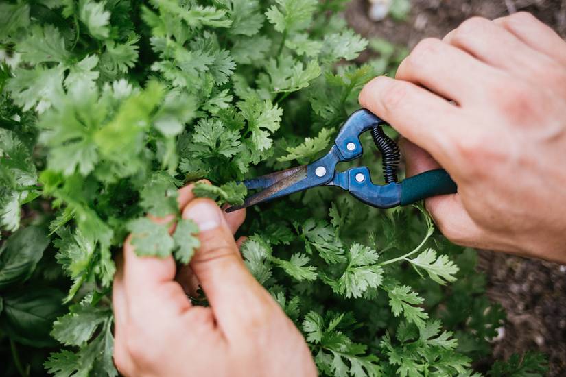 How to Grow Cilantro in Pots