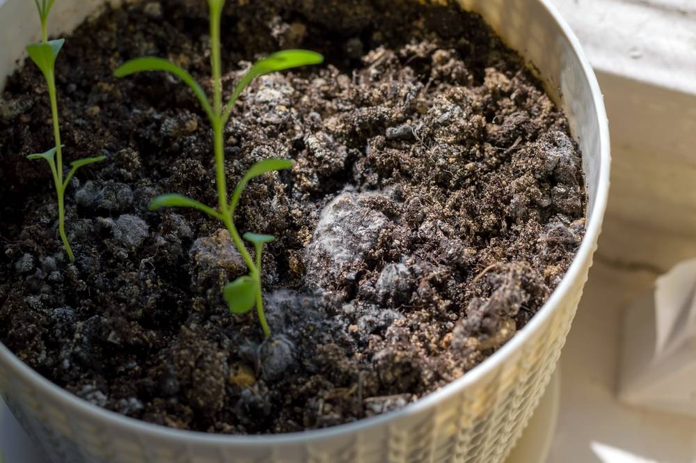 Why Mold Is Growing in Your Houseplant Soil
