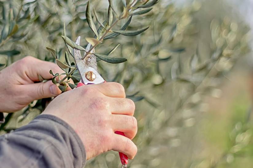 How to Grow Olive Trees Indoors