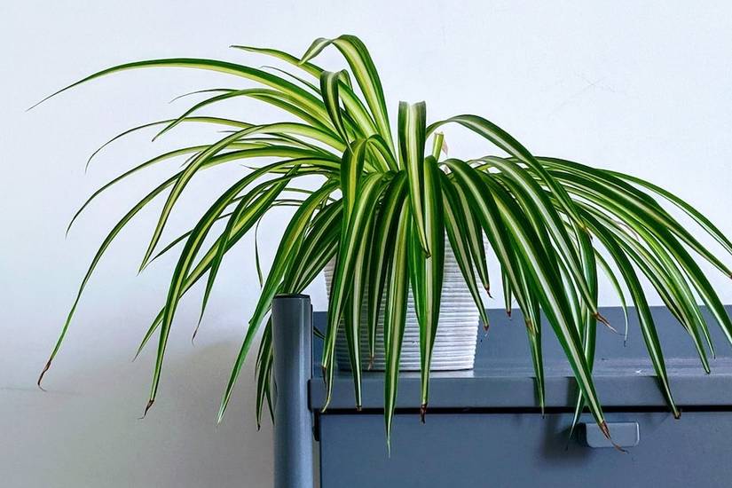 6 Houseplants That Help Remove Dust From Your Home