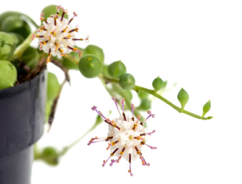 6 Tips For Caring For Your String Of Pearls Plant