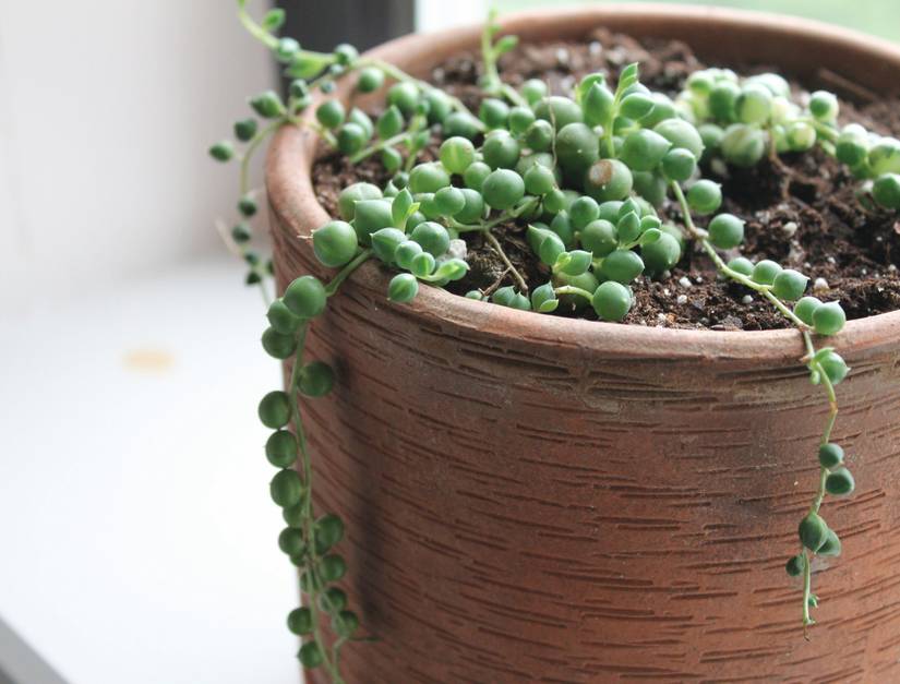 6 Tips For Caring For Your String Of Pearls Plant