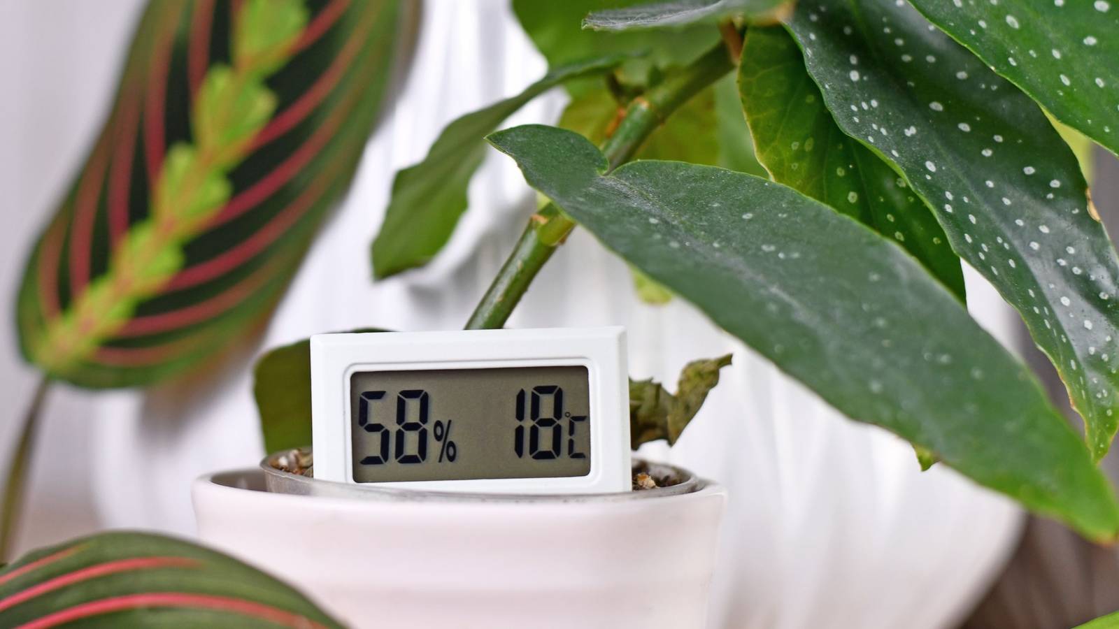 What Is the Best Temperature for Houseplants?