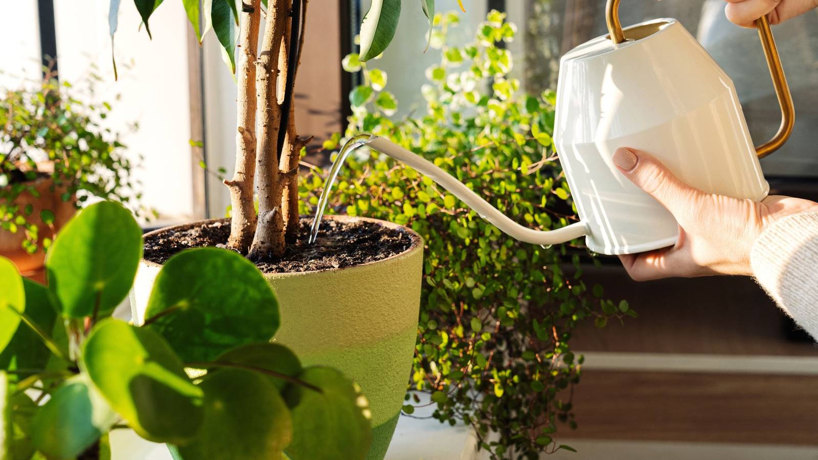 The Worst Time to Water Plants