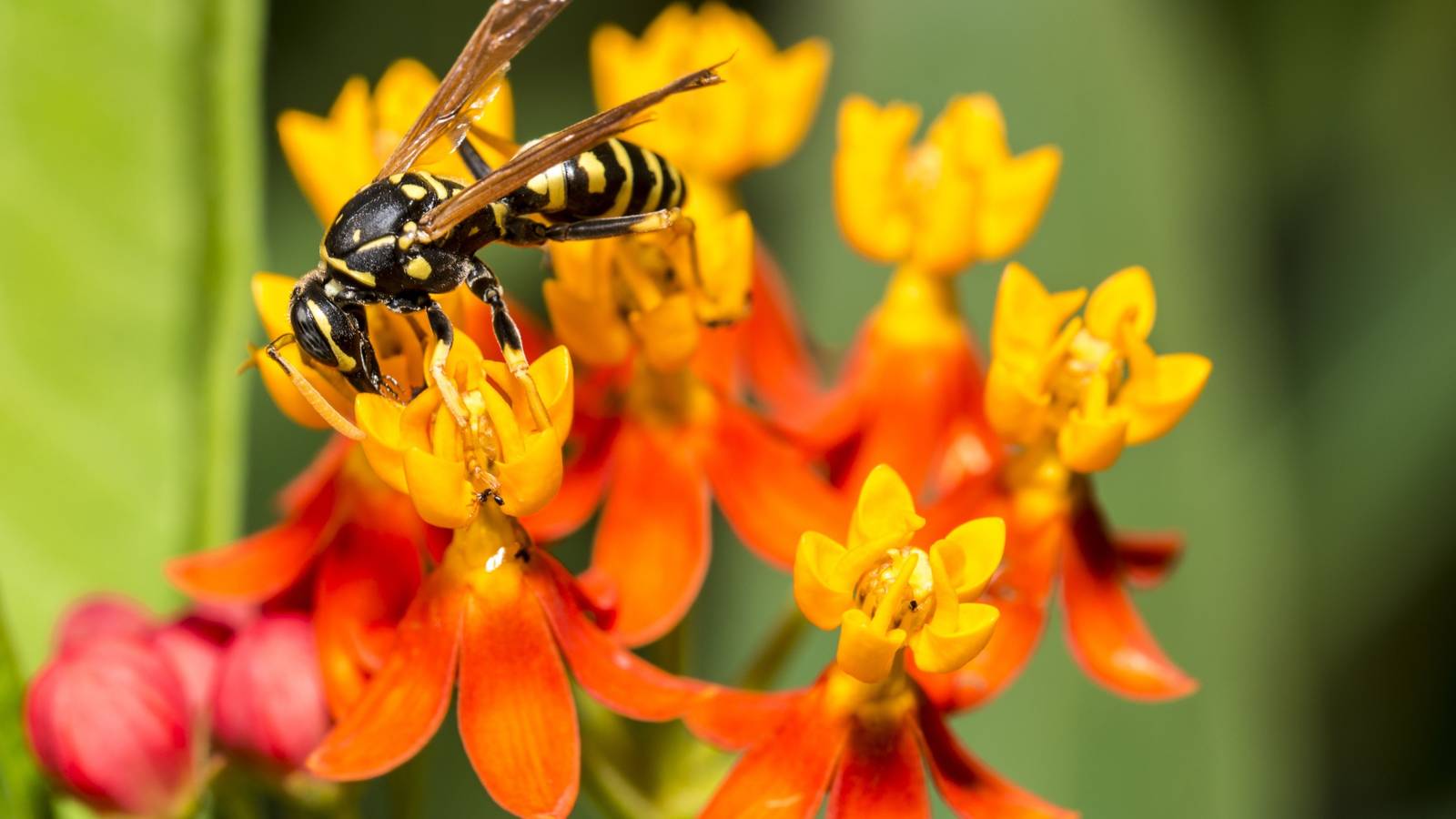 How to Deal With Yellowjackets