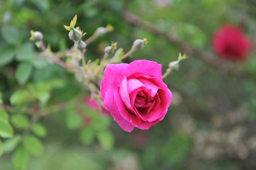 11 Types of Roses To Grow in Your Garden