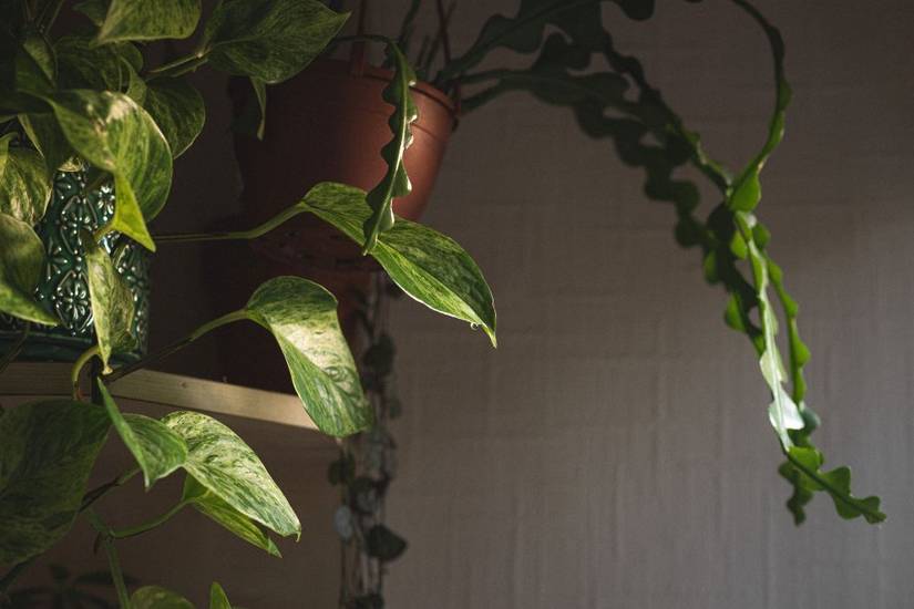 5 Trailing Succulents Perfect For Hanging Baskets