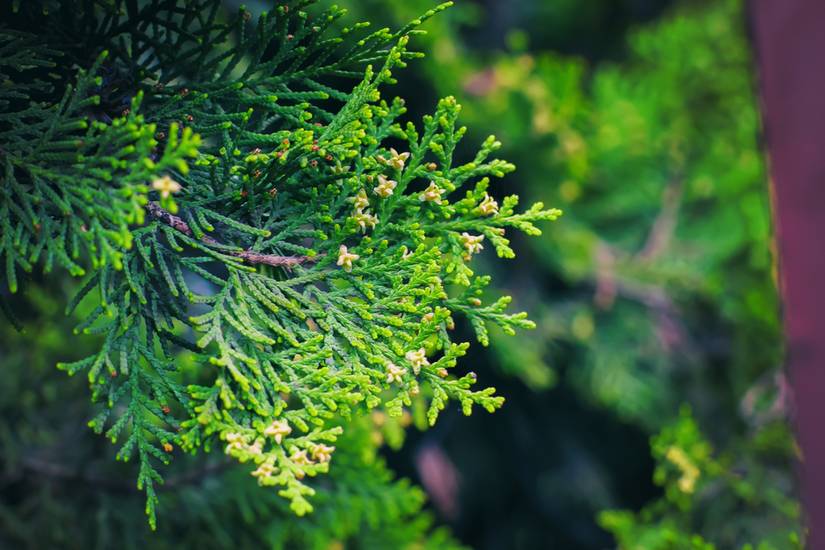 11 Types of Christmas Trees