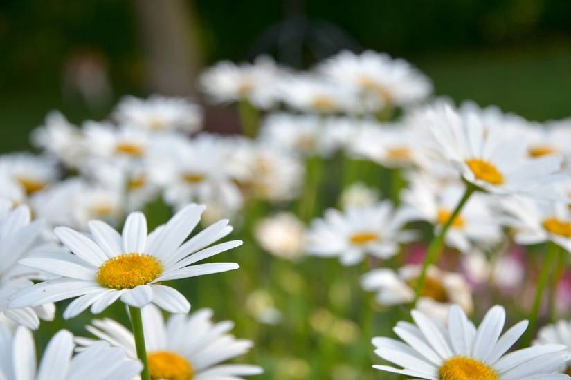 8 Longest Blooming Perennial Flowers You Need In Your Garden