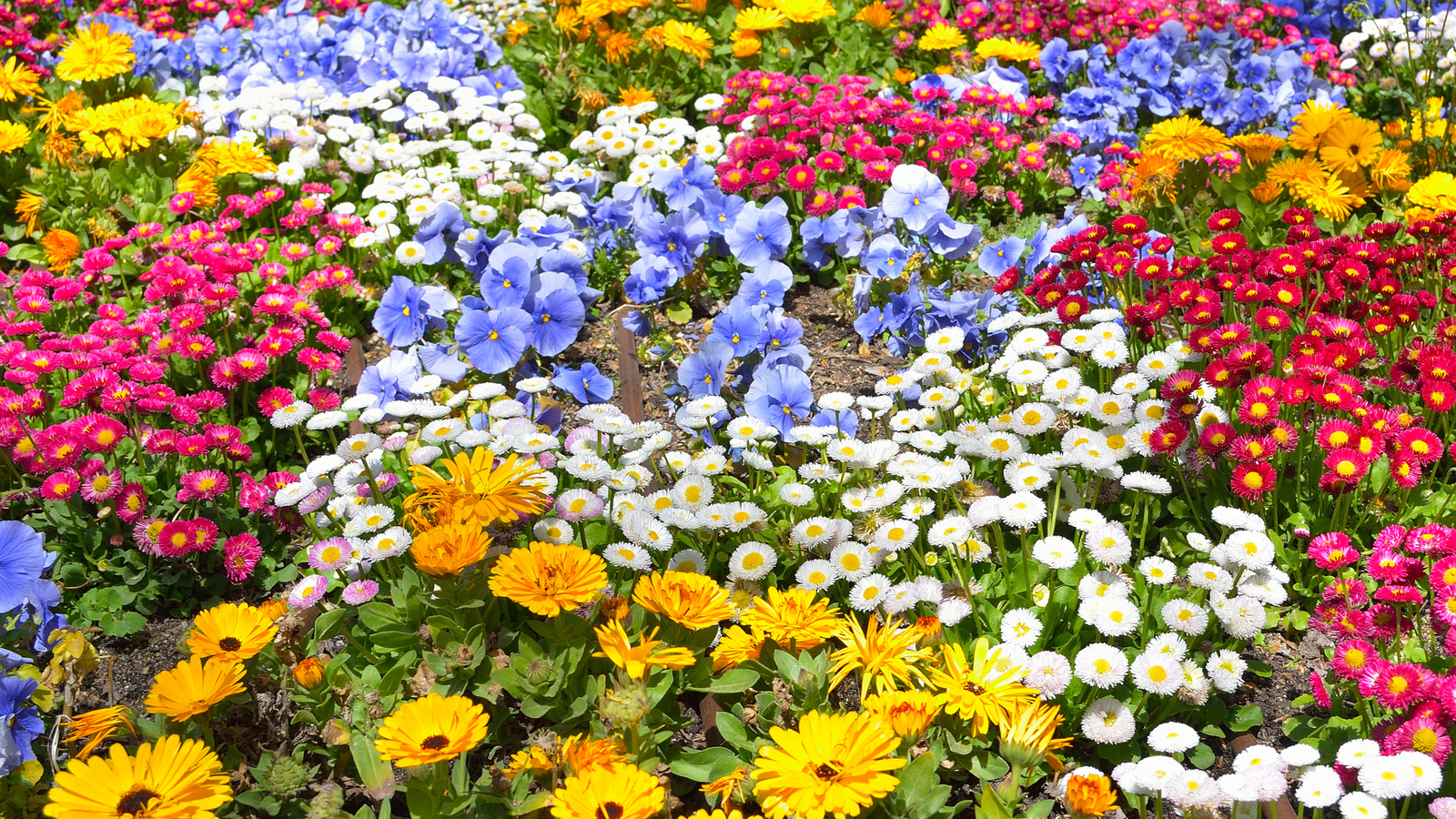 8 Most Beautiful Flowers to Grow in Your Garden