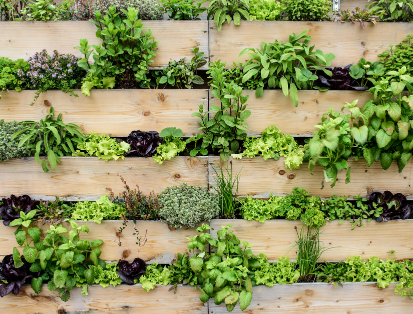 5 Best Plants for a Vertical Garden