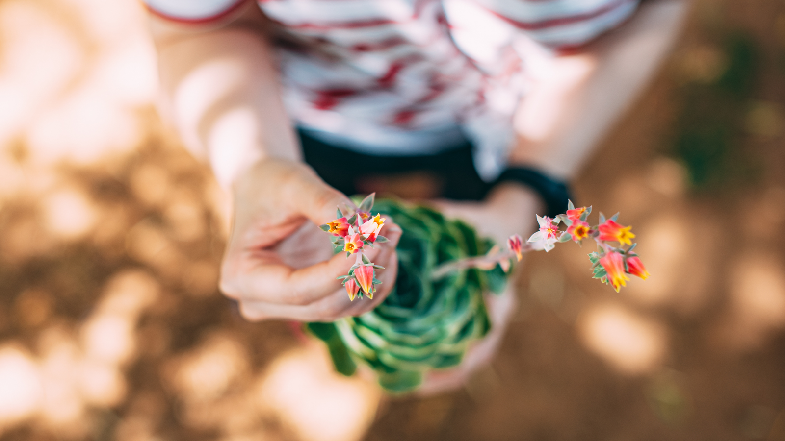 6 of the Most Beautiful Flowering Succulents