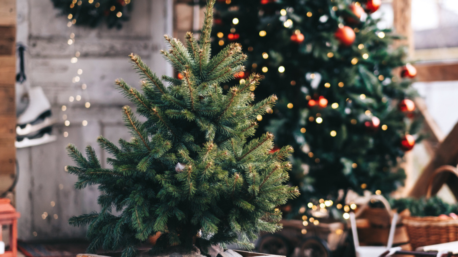 How To Revive a Dying Potted Christmas Tree