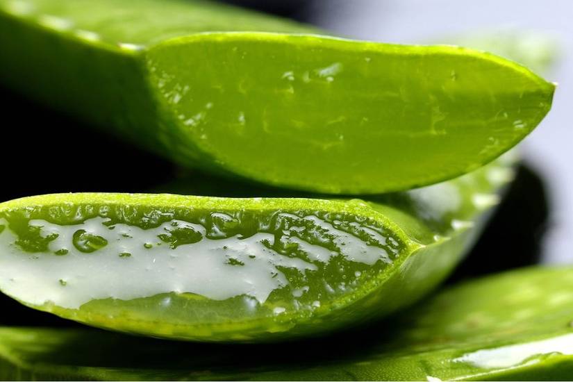 5 Benefits of Growing Aloe Vera in Your Home