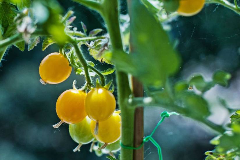 When Should You Stake Your Tomato Plants?