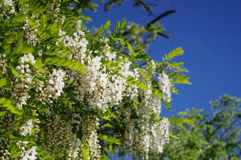 7 Invasive Trees To Avoid Planting in Your Yard