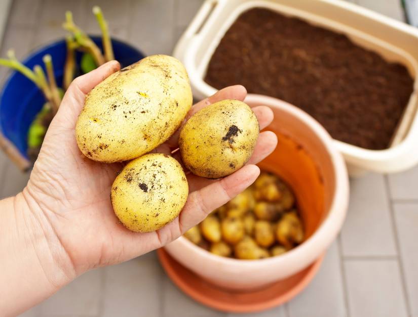 6 Root Vegetables You Can Grow in Containers
