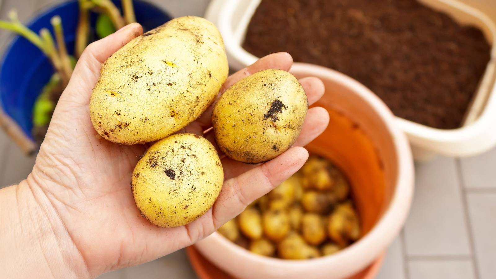 5 Ways To Grow Potatoes in Winter