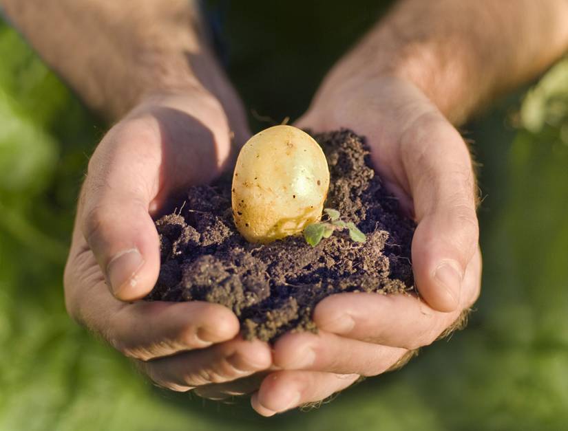 5 Ways To Grow Potatoes in Winter