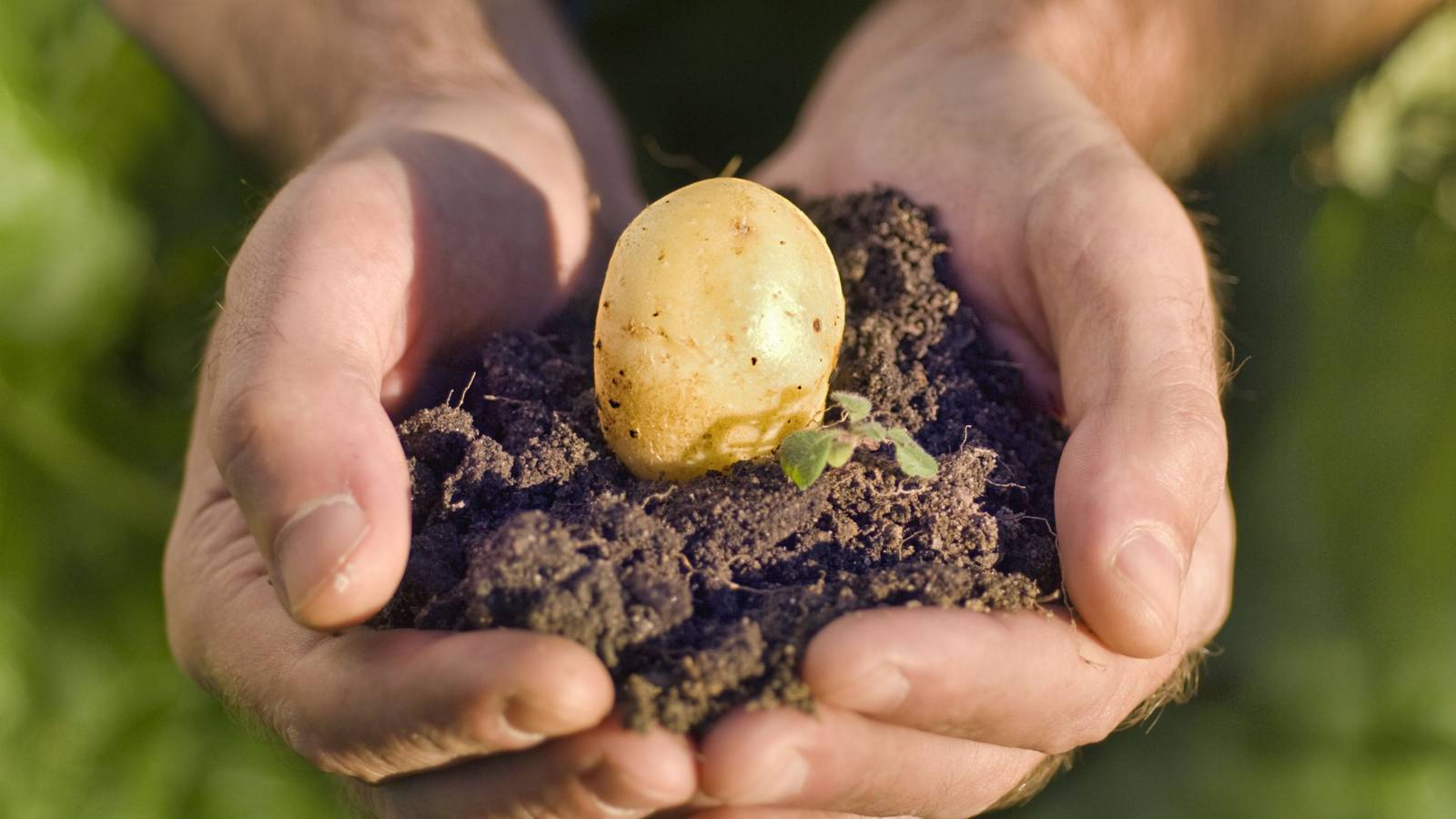 How To Grow Winter Potatoes