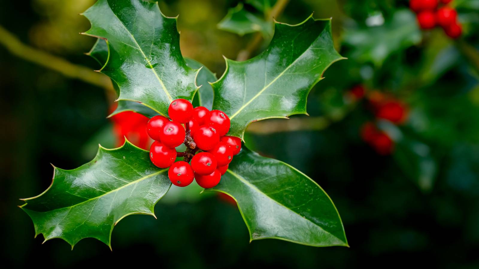 How to Grow and Care For a Holly Bush