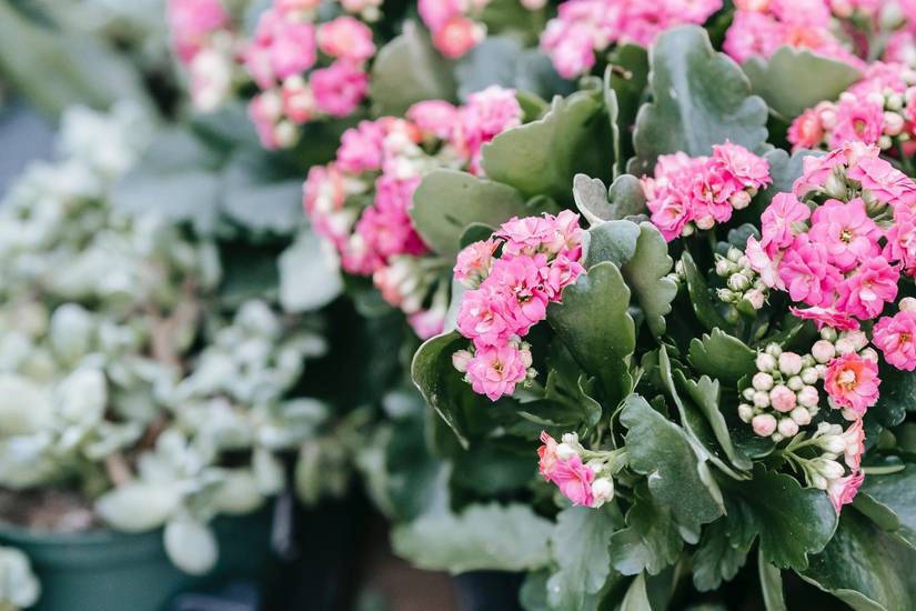 How to Grow and Care for Kalanchoe