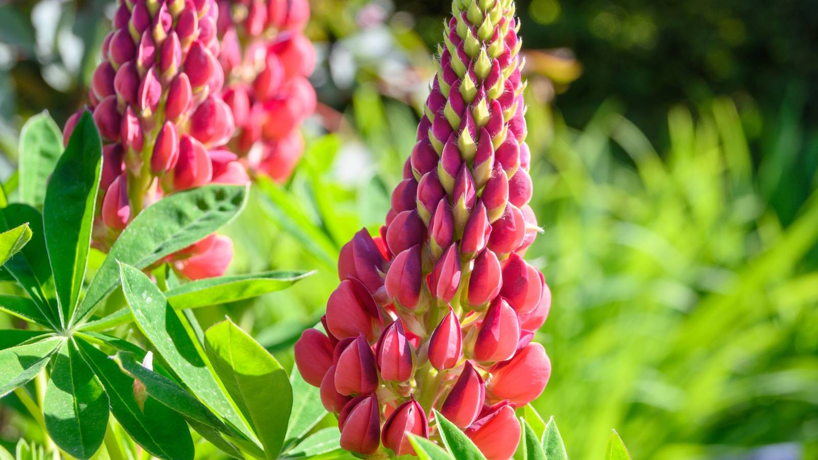8 Longest Blooming Perennial Flowers You Need In Your Garden