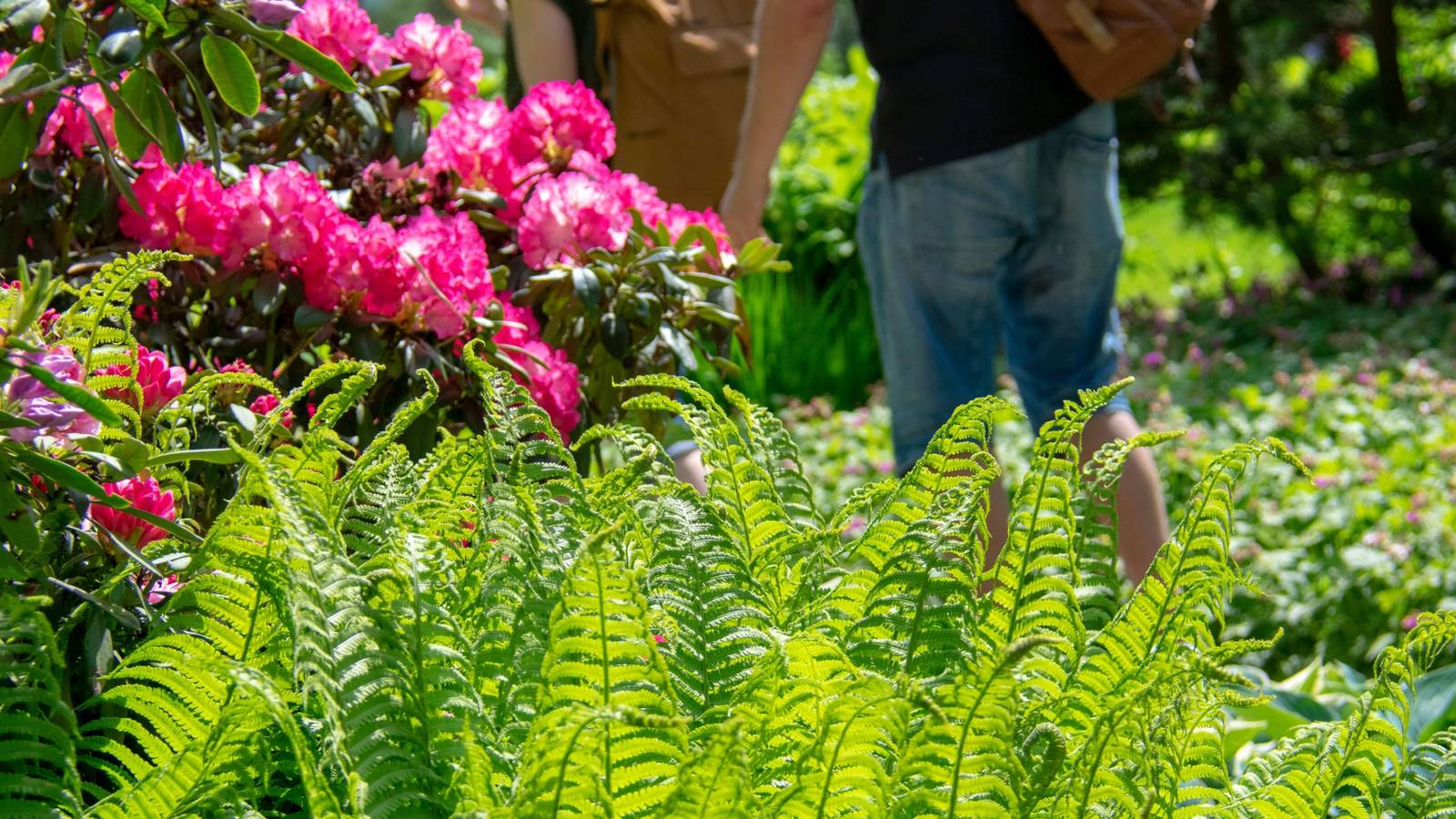 5 Hardy Ferns for your Garden
