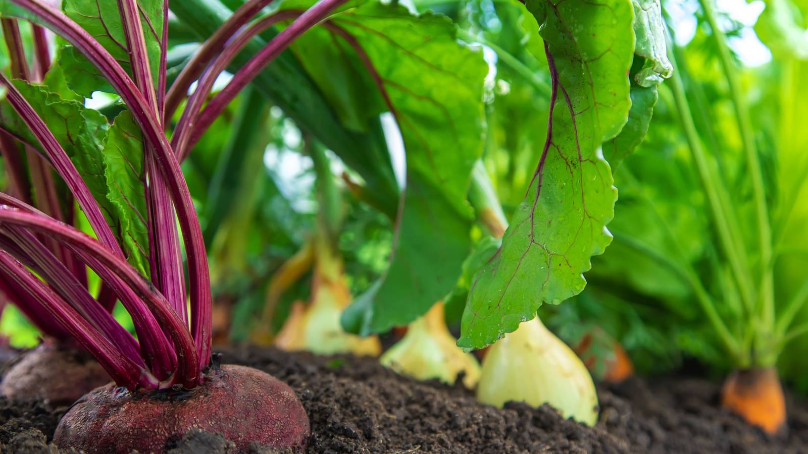 4 Root Vegetables to Grow in Your Garden
