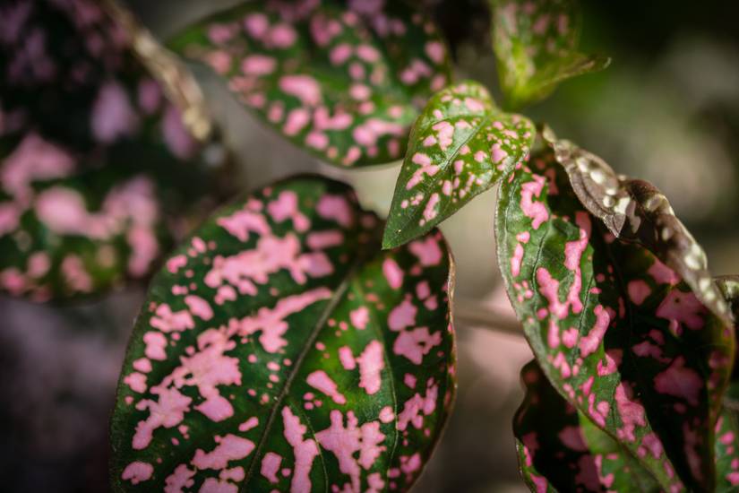 How To Propagate Your Polka Dot Plant