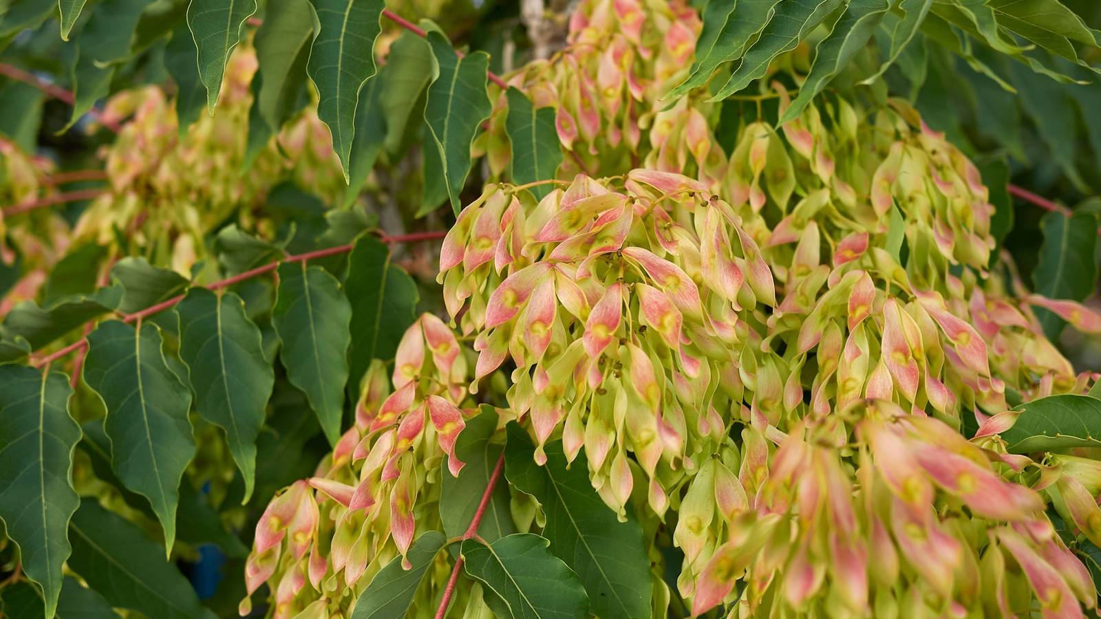 Tree of Heaven: How to Identify and Remove This Invasive Tree