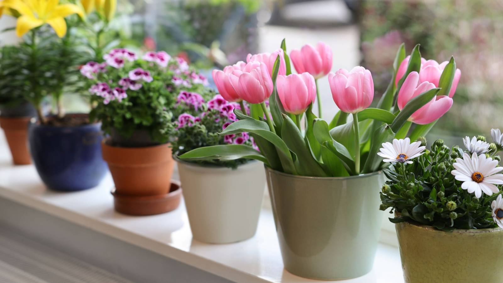 Best Types of Pots for Your Houseplants
