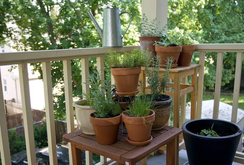 How to Grow Cilantro in Pots