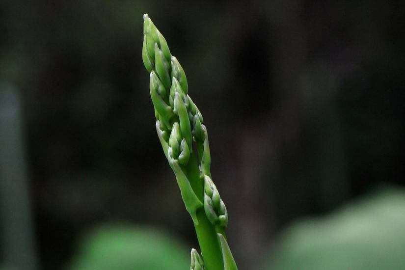9 Tips For Growing Asparagus in Your Home Garden