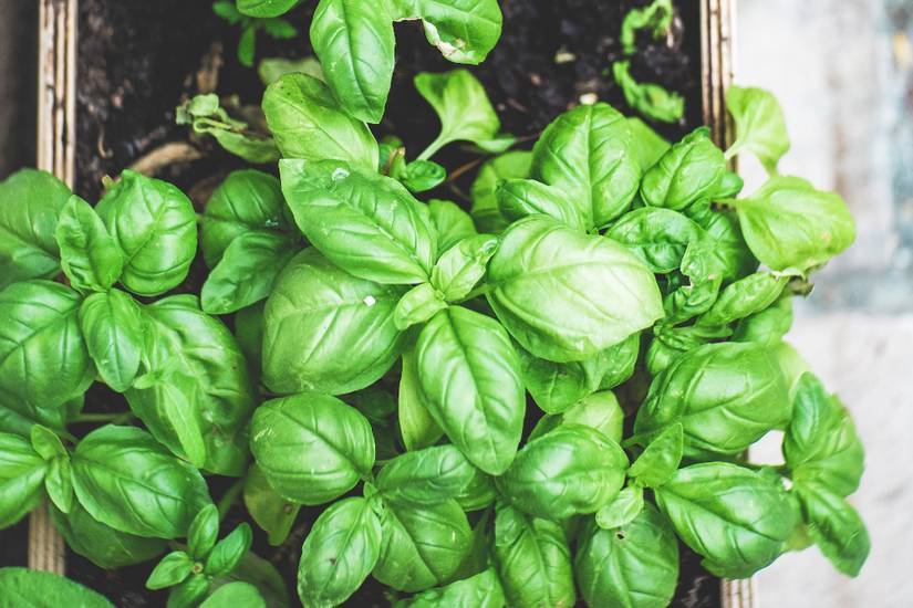 9 Plants to Plant With Basil