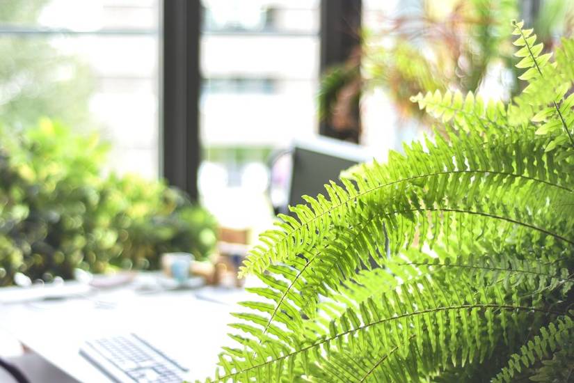 6 Tips For Caring For Your Boston Fern