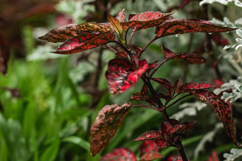 5 Tips for Caring for Your Polka Dot Plant