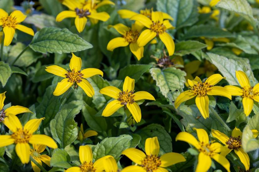 7 Stunning Yellow Perennials for Your Garden