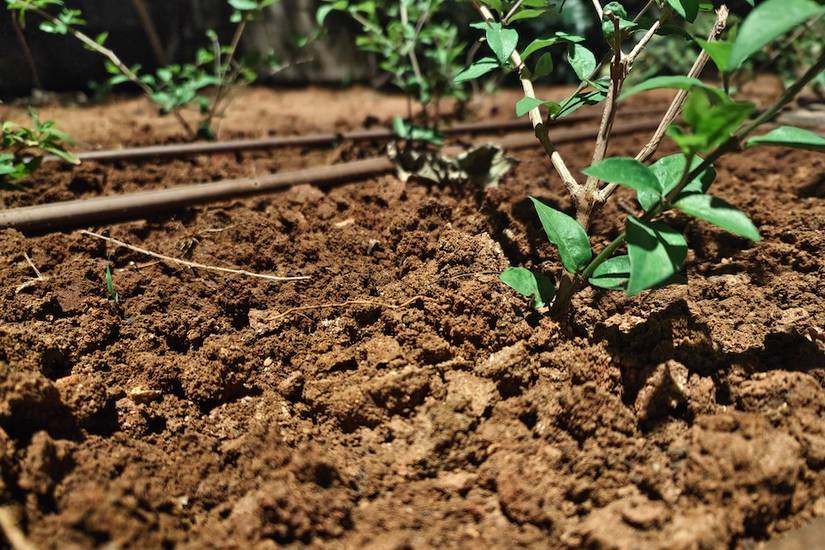 How Often Should You Change Potting Soil