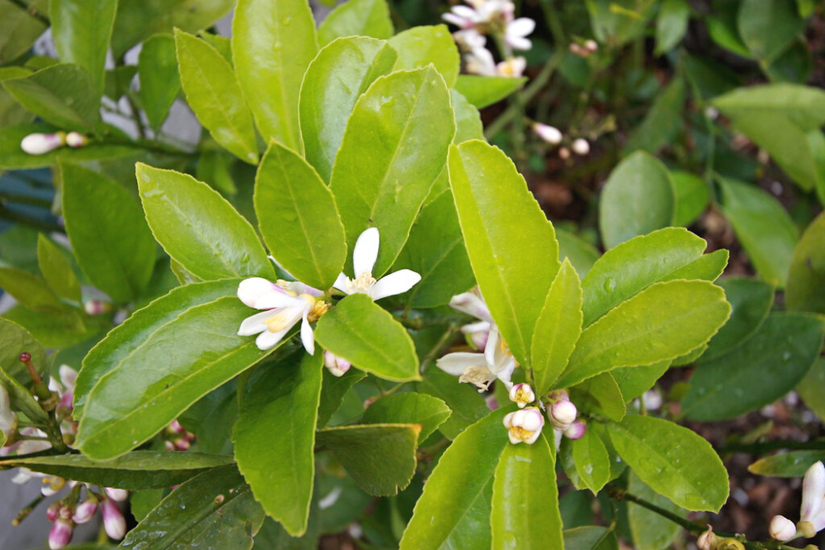 10 Tips For Growing Citrus Trees in Pots