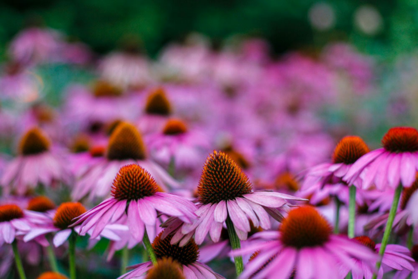 6 Easy Perennials Perfect for Beginners