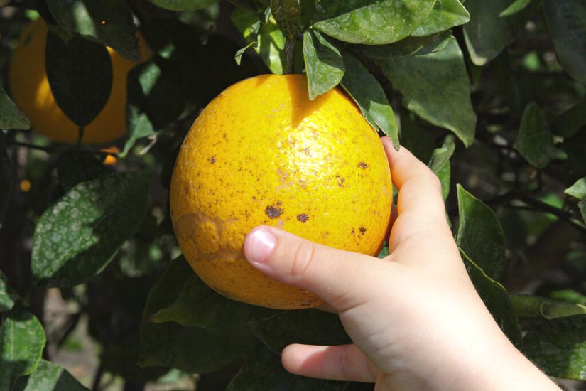 10 Tips For Growing Citrus Trees in Pots