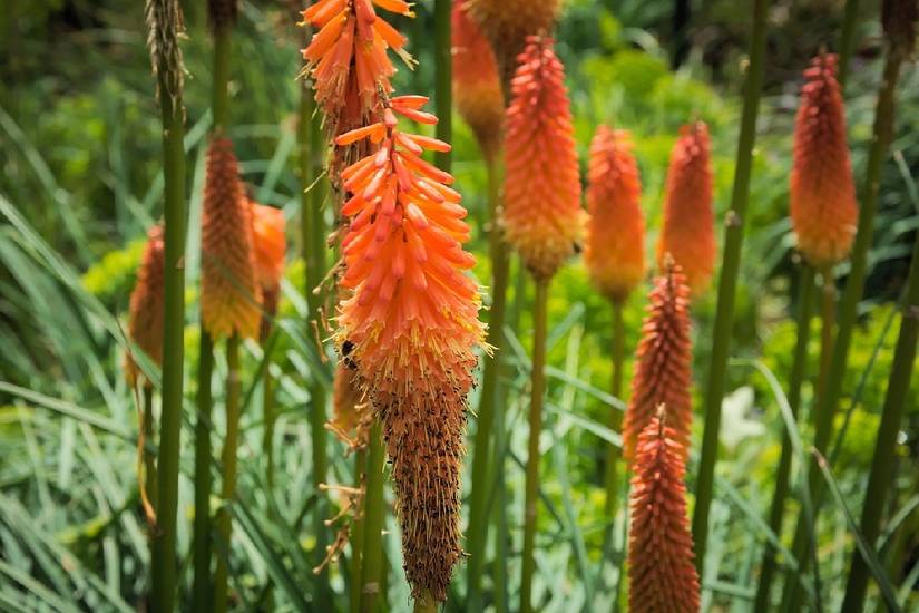 7 Perennials You Should Prune in Spring