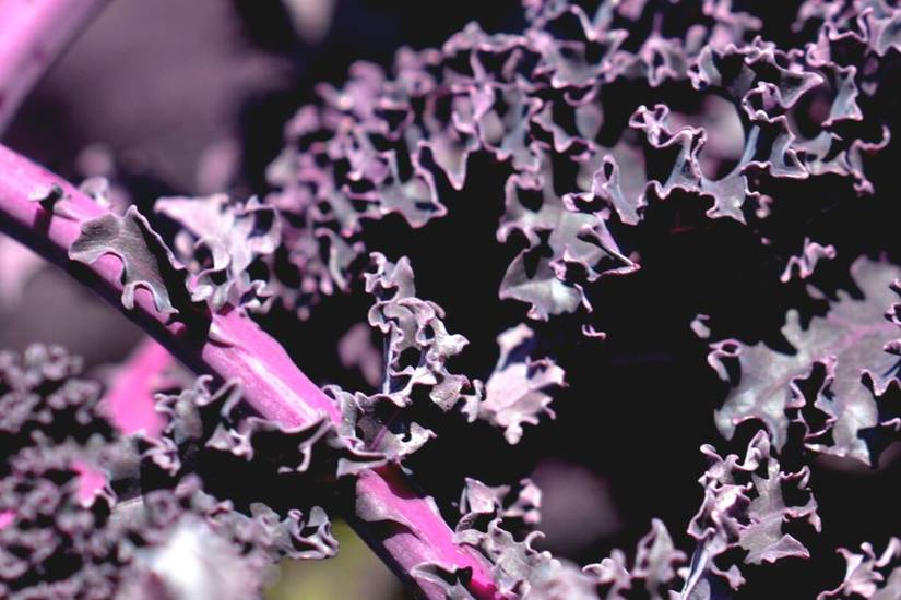 5 Types of Kale to Grow in Your Garden