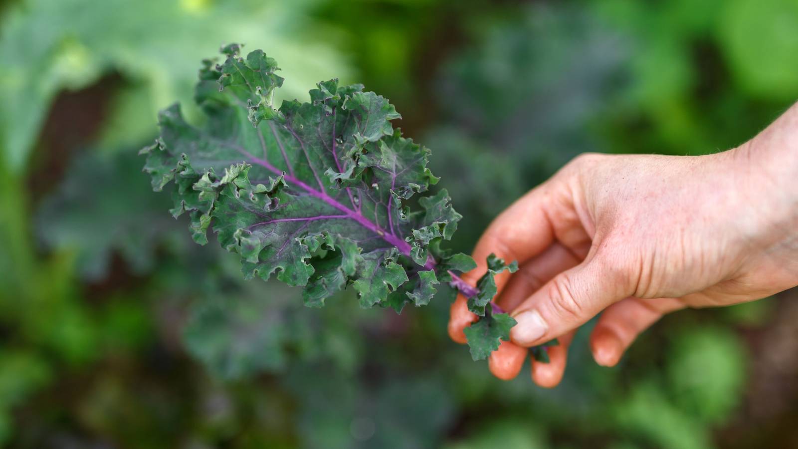 5 Types of Kale to Grow in Your Garden