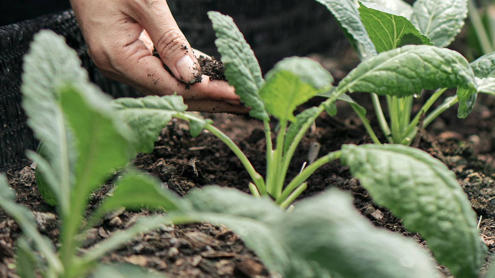5 Benefits of Growing Your Own Kale